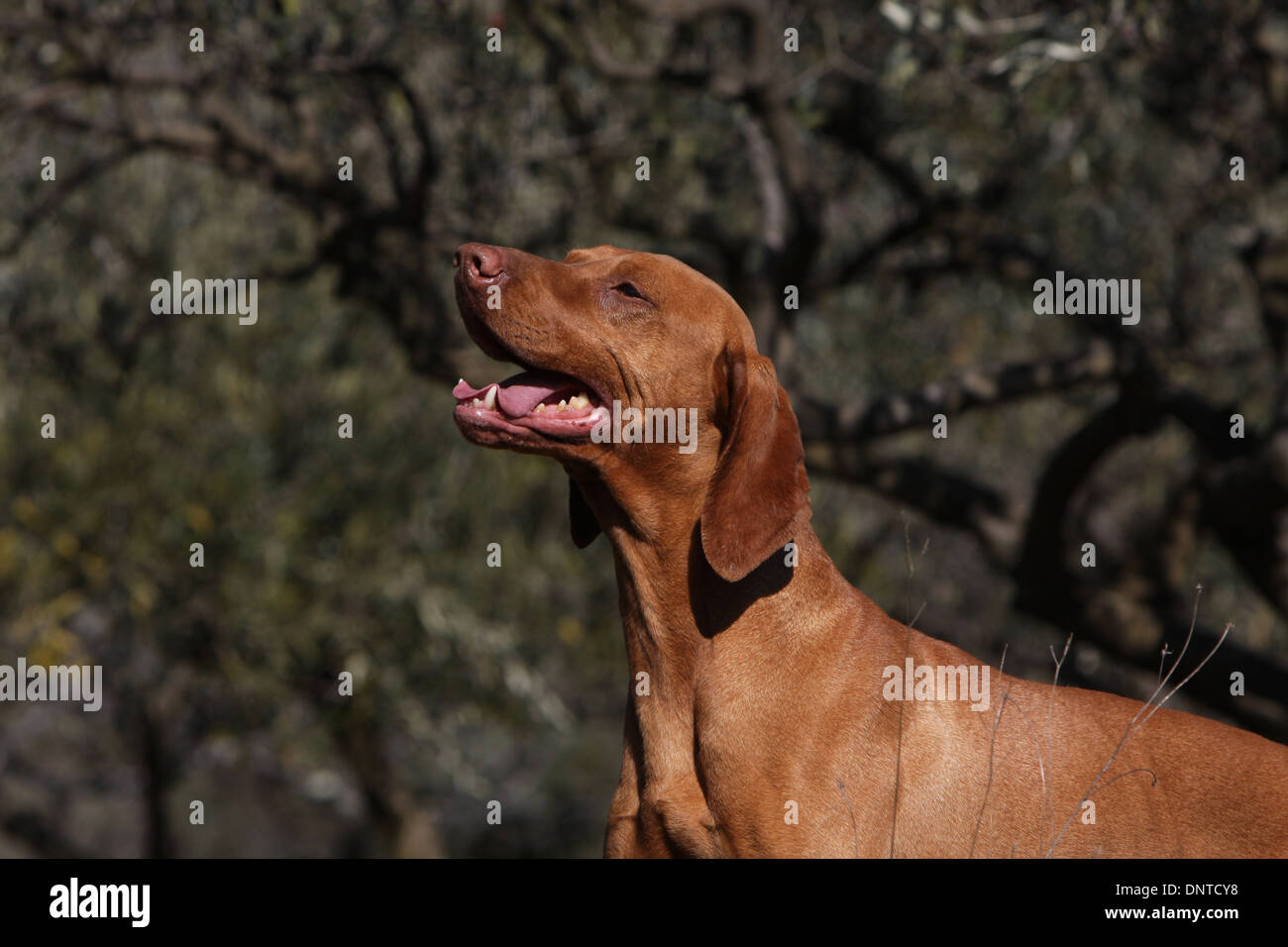 Kurzhaarige ungarische zeiger -Fotos und -Bildmaterial in hoher ...