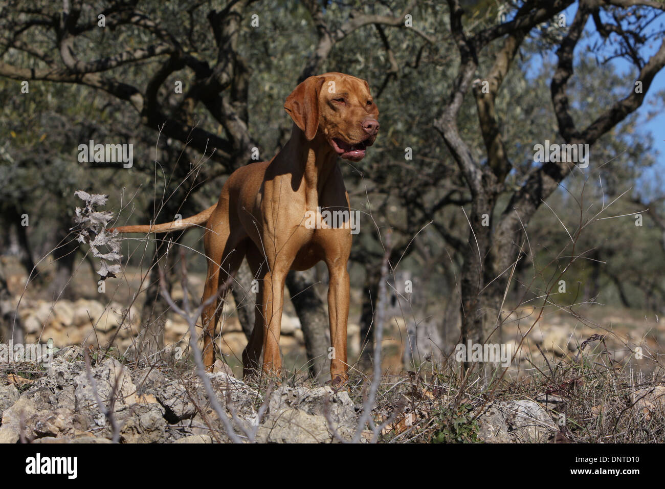 Kurzhaarige ungarische zeiger -Fotos und -Bildmaterial in hoher ...