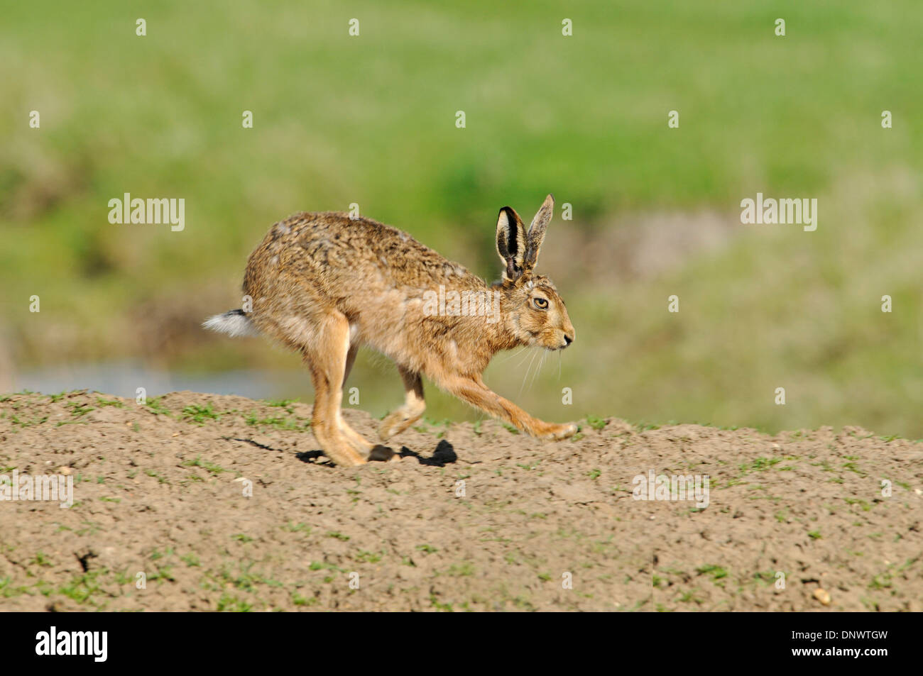 Lepus capensis europaeus -Fotos und -Bildmaterial in hoher Auflösung ...