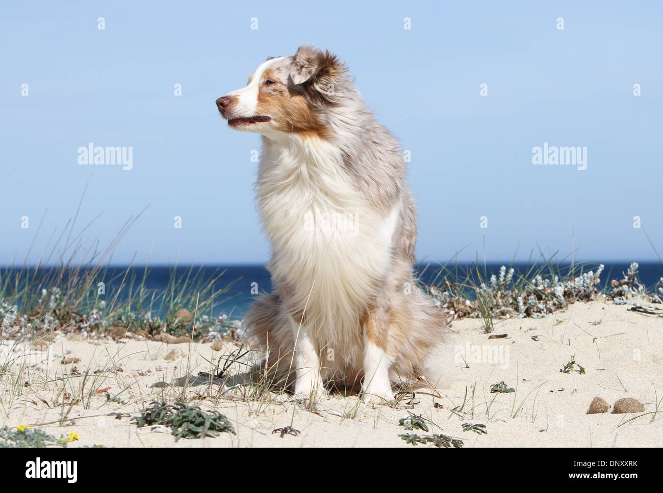 Merle hundesitzen -Fotos und -Bildmaterial in hoher Auflösung – Alamy
