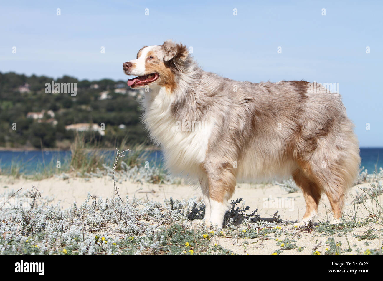 Kvinnelig Red Merle Australian Shepherd Red Merle Australian Shepherd