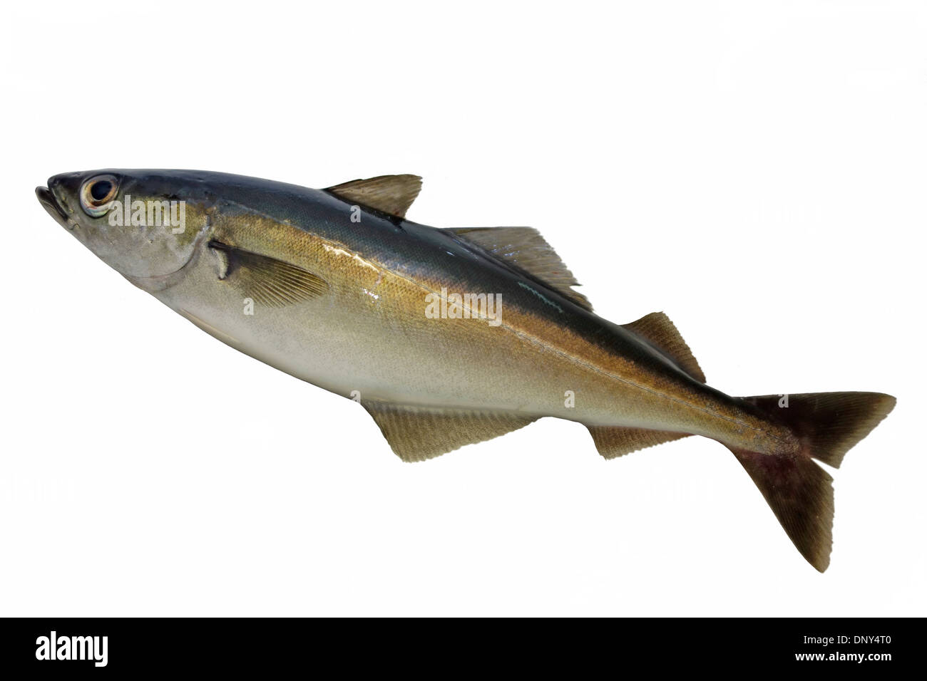 Köhler pollachius virens -Fotos und -Bildmaterial in hoher Auflösung ...