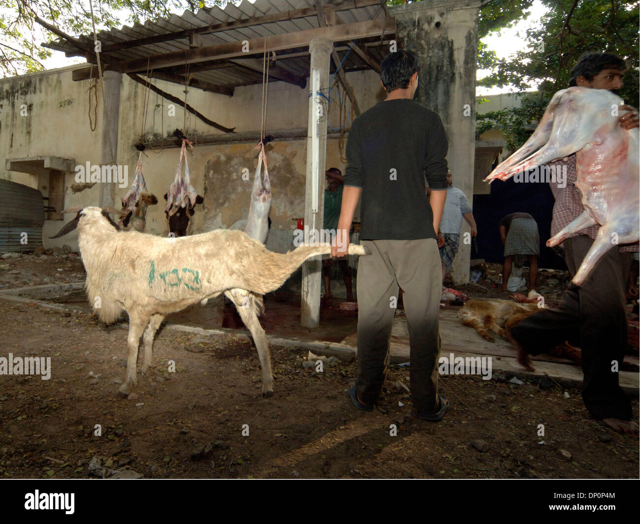 Schlachtung von tieren -Fotos und -Bildmaterial in hoher Auflösung – Alamy
