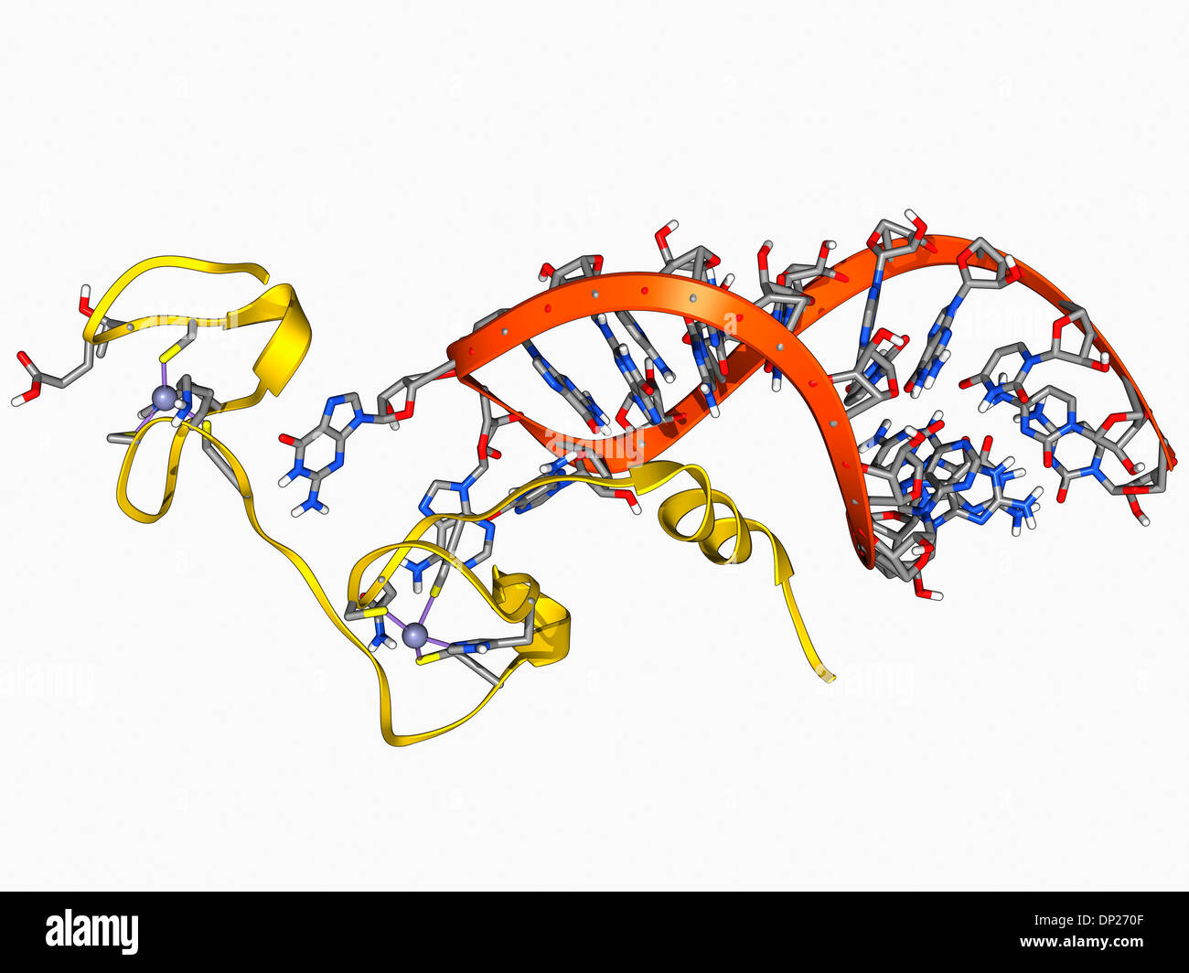 Virales nucleocapsid -Fotos und -Bildmaterial in hoher Auflösung – Alamy