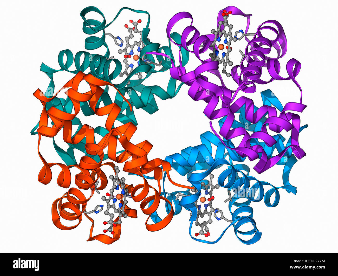 Hemoglobin molecule -Fotos und -Bildmaterial in hoher Auflösung – Alamy