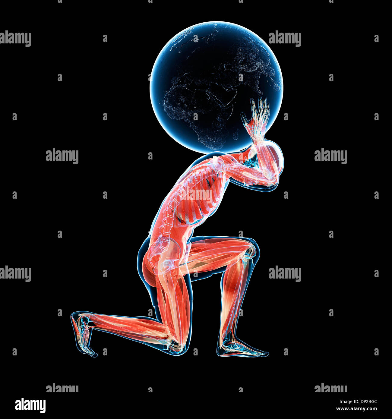 Anatomy atlas -Fotos und -Bildmaterial in hoher Auflösung - Seite 3 - Alamy