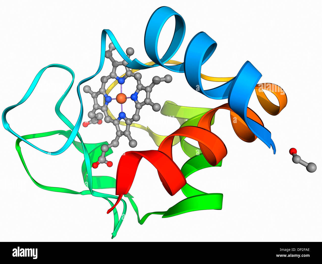 Cytochrom C, Molekülmodell Stockfotografie - Alamy