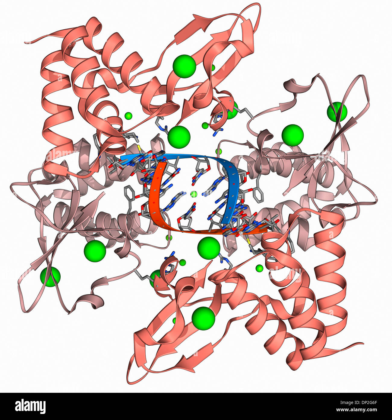 Rna doppelhelix -Fotos und -Bildmaterial in hoher Auflösung – Alamy