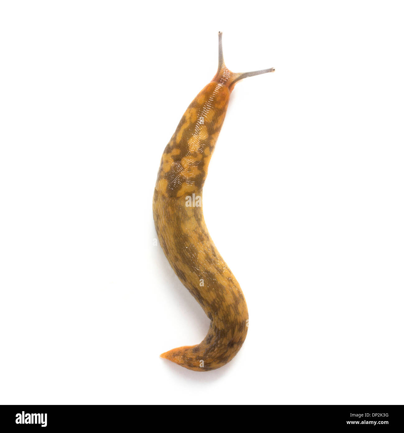The slug -Fotos und -Bildmaterial in hoher Auflösung – Alamy