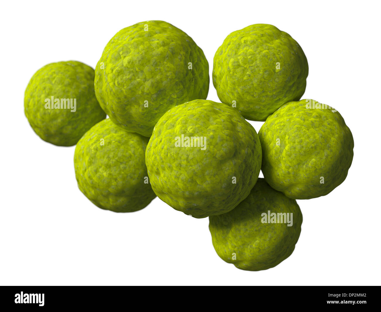 Chlamydia bakterien Ausgeschnittene Stockfotos und -bilder - Alamy