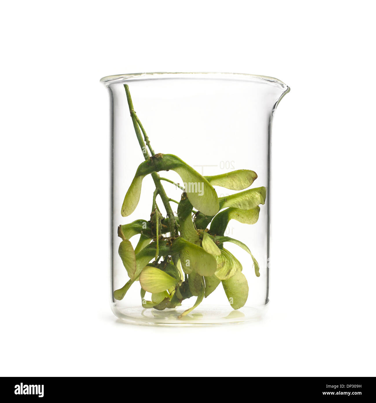 Der sykomore oder bergahorn -Fotos und -Bildmaterial in hoher Auflösung ...