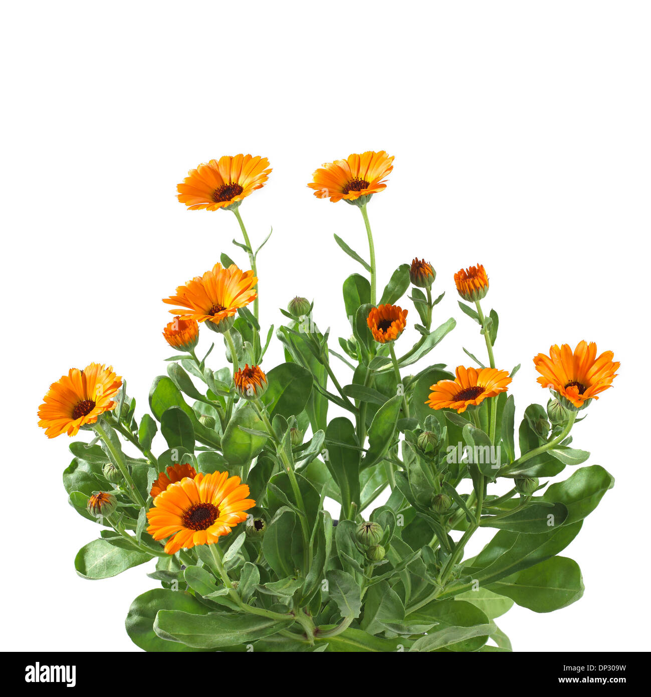 Ringelblume Calendula Officinalis Blumen Stockfotografie - Alamy