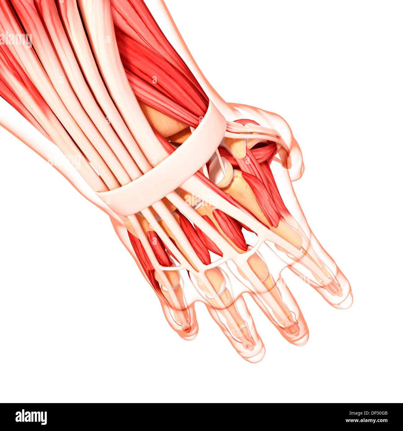 Hand Anatomy Artwork Tendon Stockfotos und -bilder Kaufen - Alamy