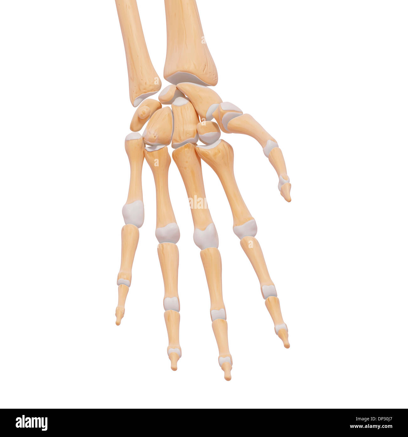 Menschliche skelett hand Ausgeschnittene Stockfotos und -bilder - Seite ...