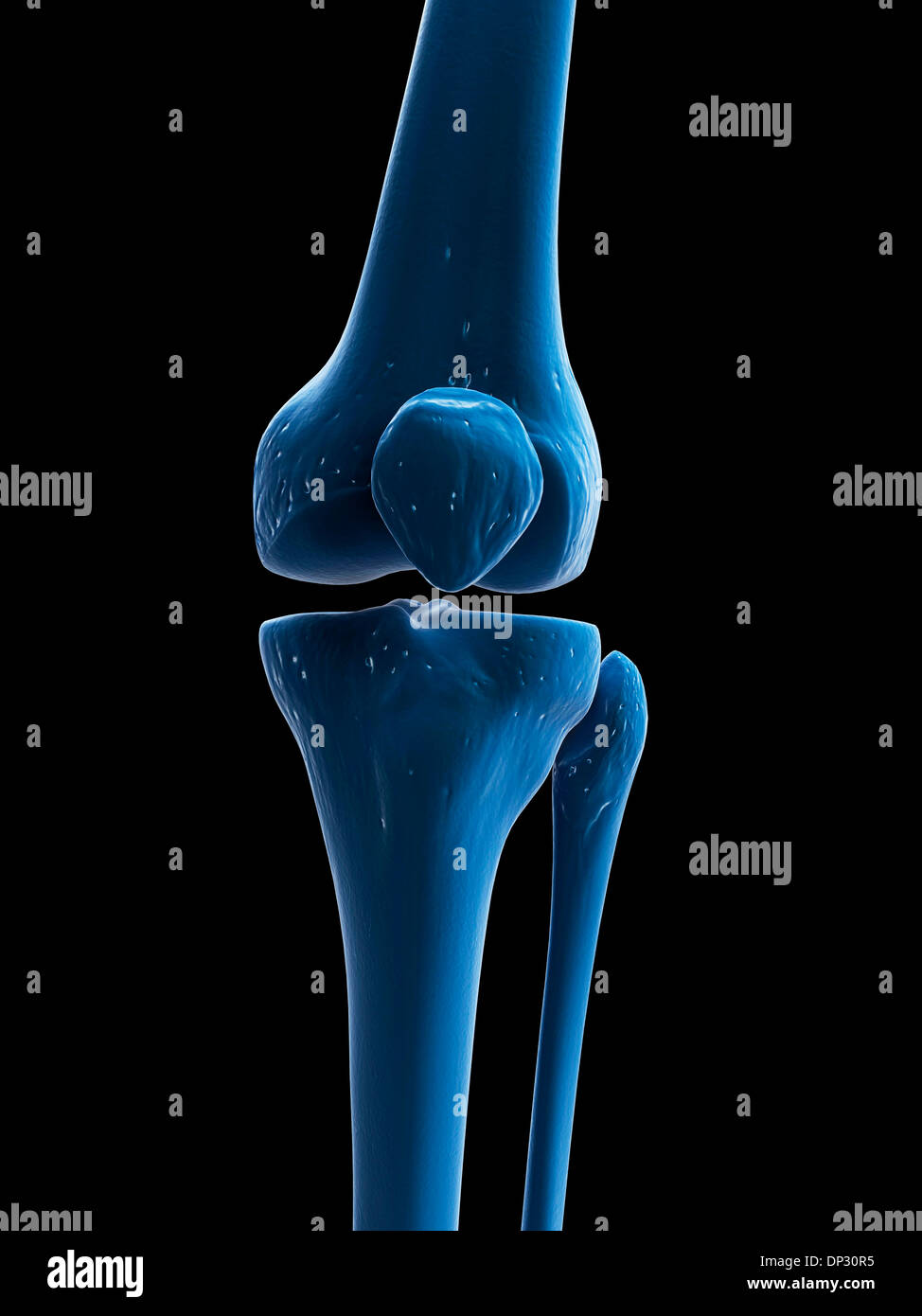 Bones of the knee -Fotos und -Bildmaterial in hoher Auflösung - Seite 3 ...