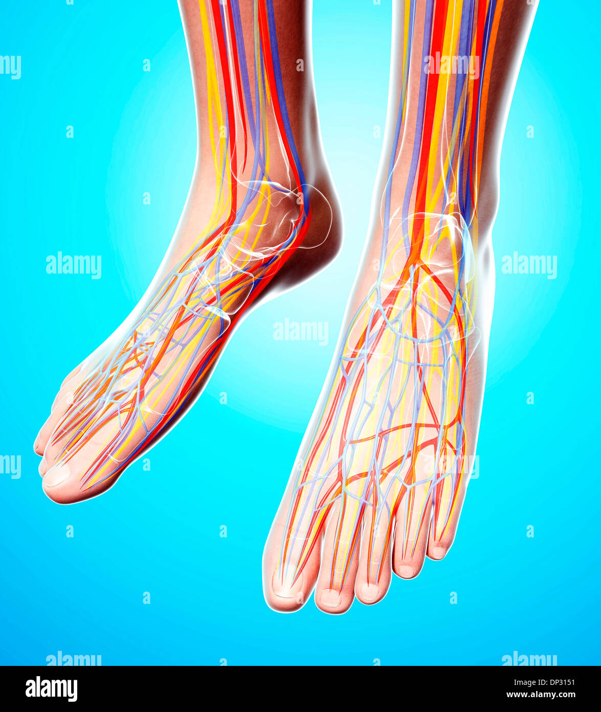 Fuß anatomie -Fotos und -Bildmaterial in hoher Auflösung - Seite 3 - Alamy