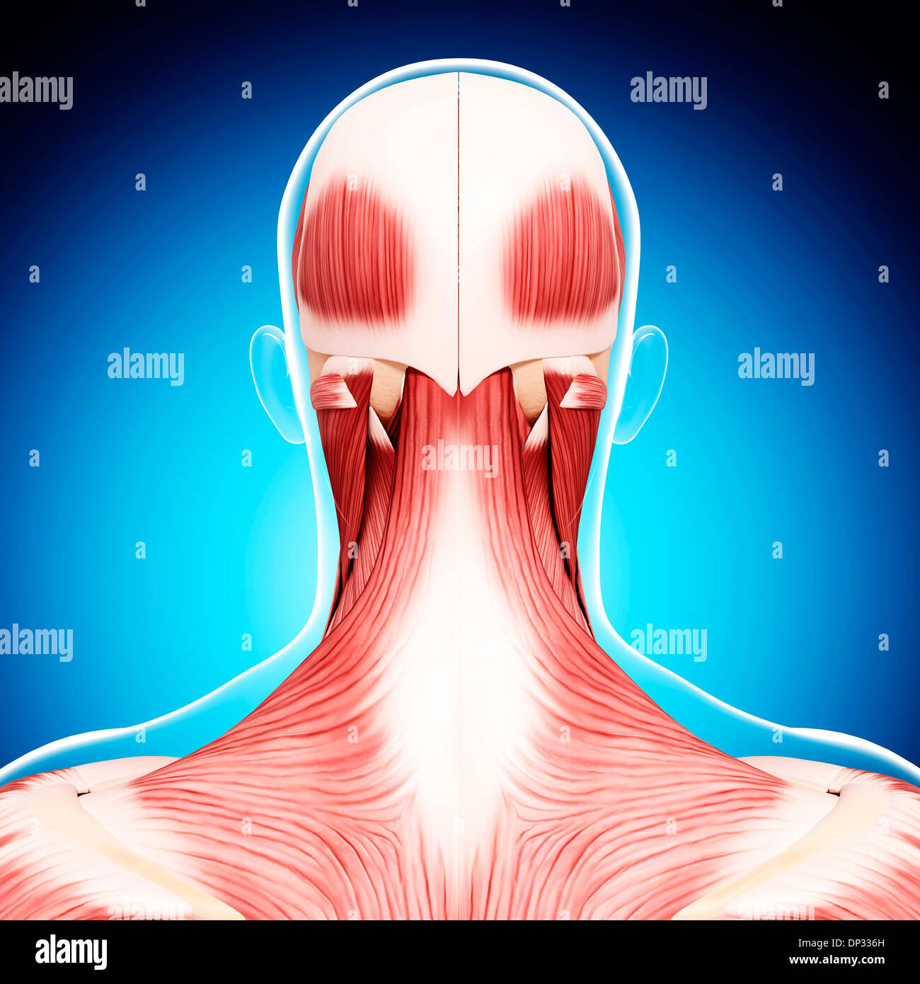 Occipitofrontalis muscle -Fotos und -Bildmaterial in hoher Auflösung ...