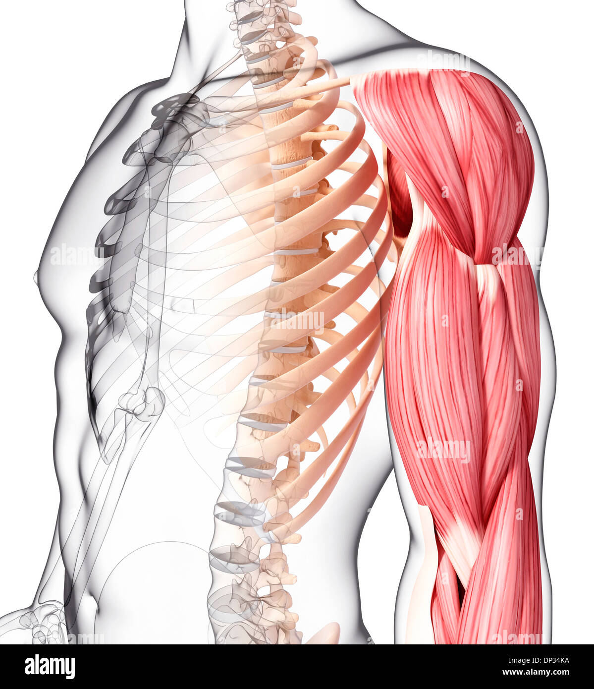 Menschlicher Arm Muskulatur, artwork Stockfotografie - Alamy