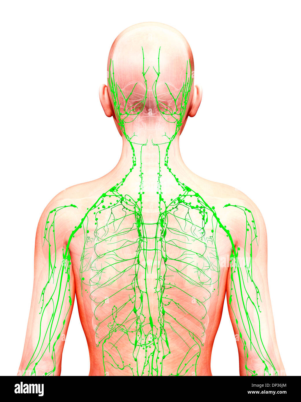 Anatomie des menschlichen immunsystems -Fotos und -Bildmaterial in ...