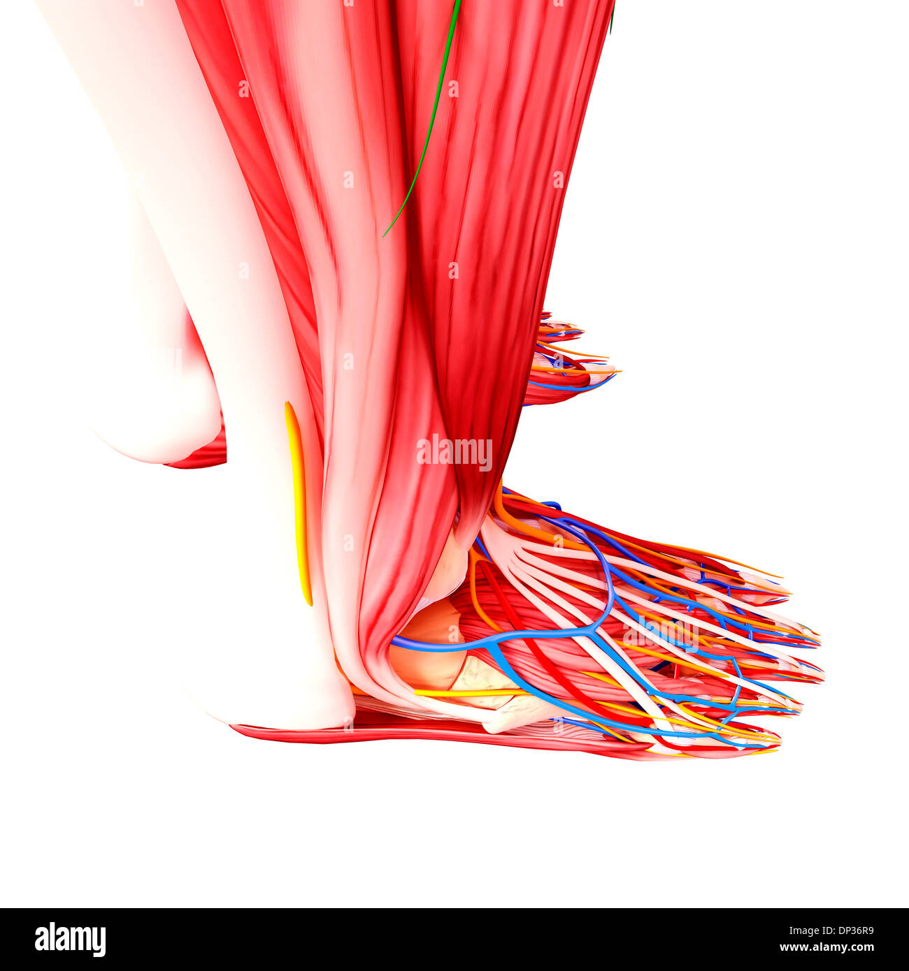 Anatomie des menschlichen Fußes, artwork Stockfotografie - Alamy