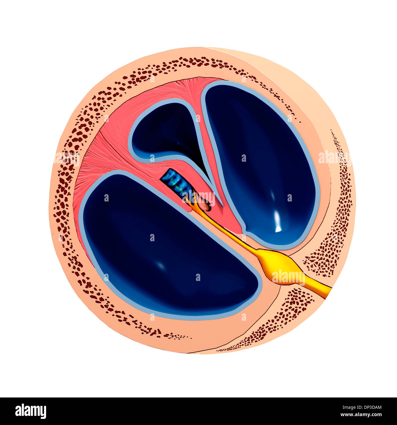 Nervus cochlearis -Fotos und -Bildmaterial in hoher Auflösung – Alamy