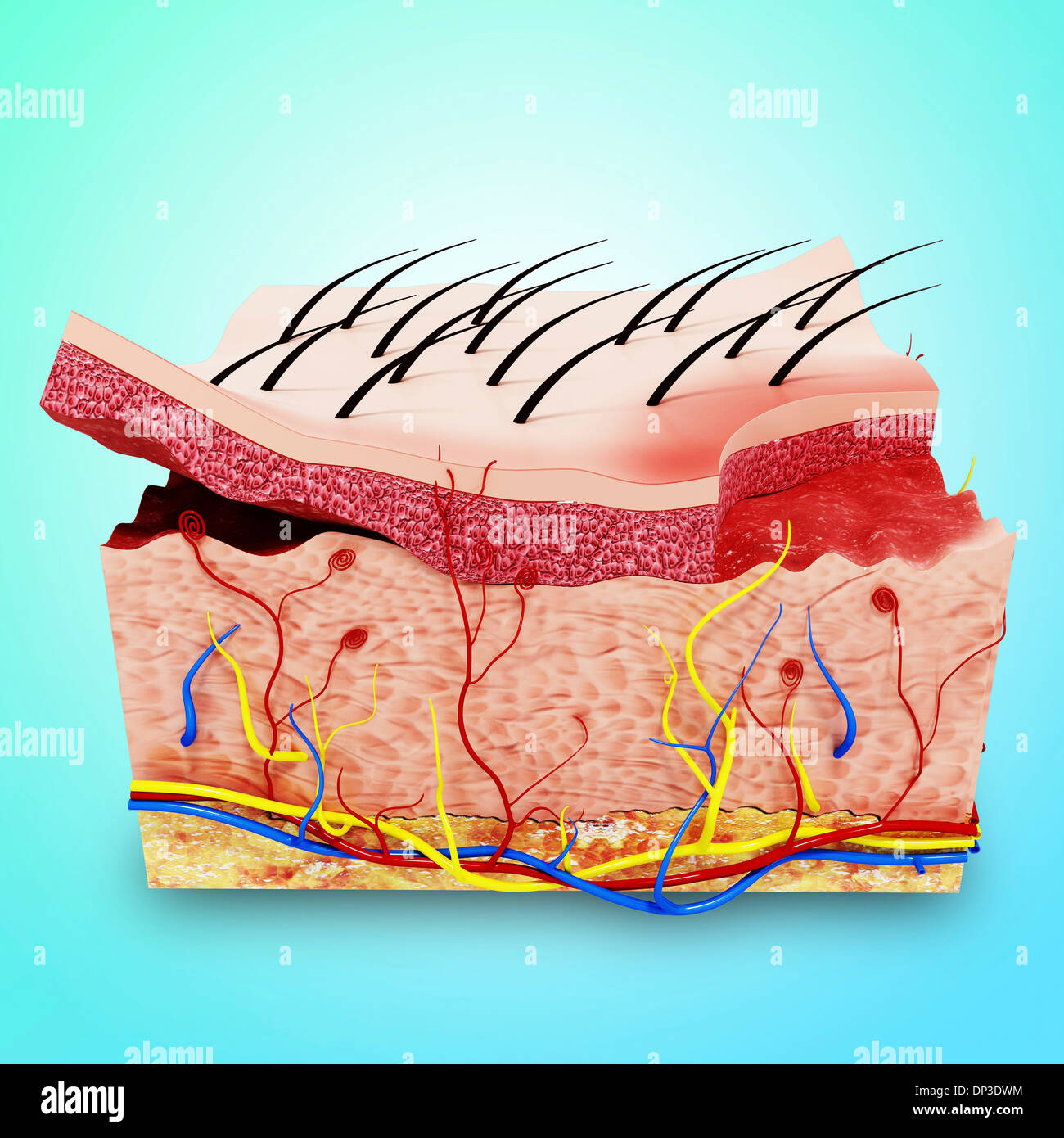 Anatomie der menschlichen Haut, artwork Stockfotografie - Alamy