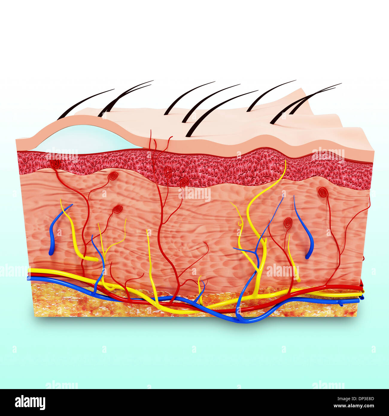 Anatomie der menschlichen Haut, artwork Stockfotografie - Alamy