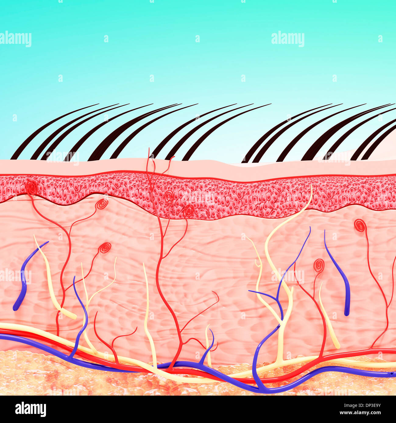 Anatomie der menschlichen Haut, artwork Stockfotografie - Alamy