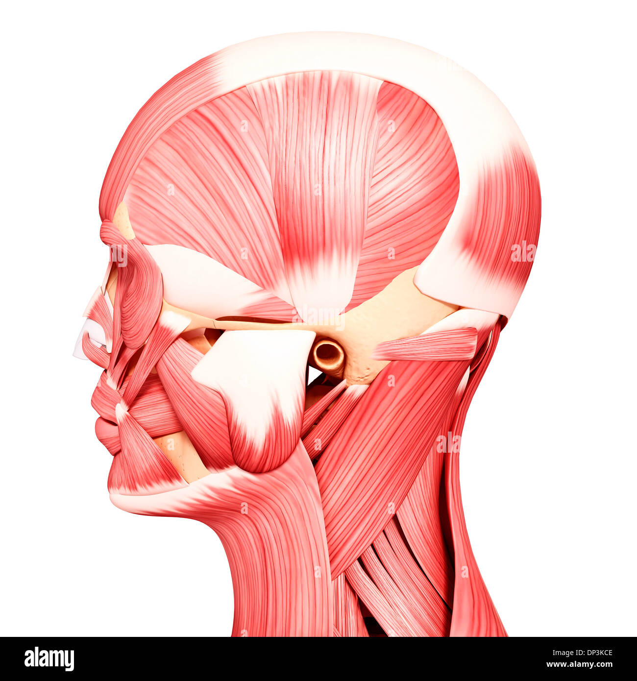 Menschlichen Kopf Muskulatur, artwork Stockfotografie - Alamy
