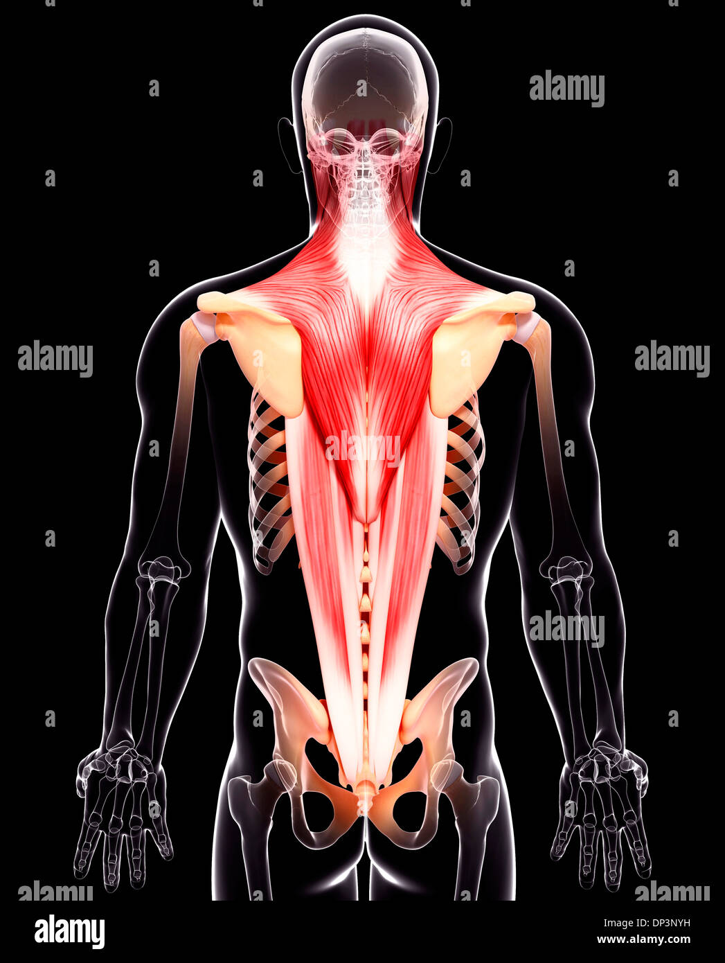 Spinalis Thoracis Stockfotos und -bilder Kaufen - Alamy