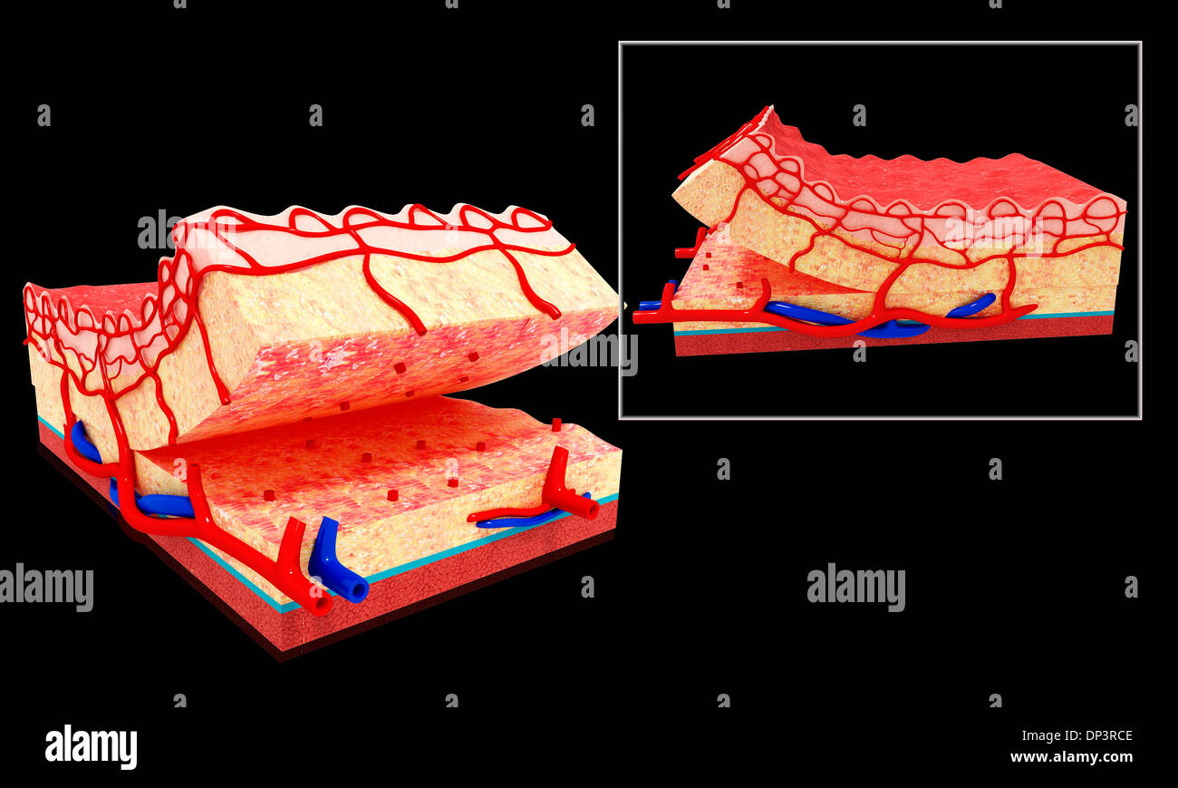 Anatomie der menschlichen Haut, artwork Stockfotografie - Alamy