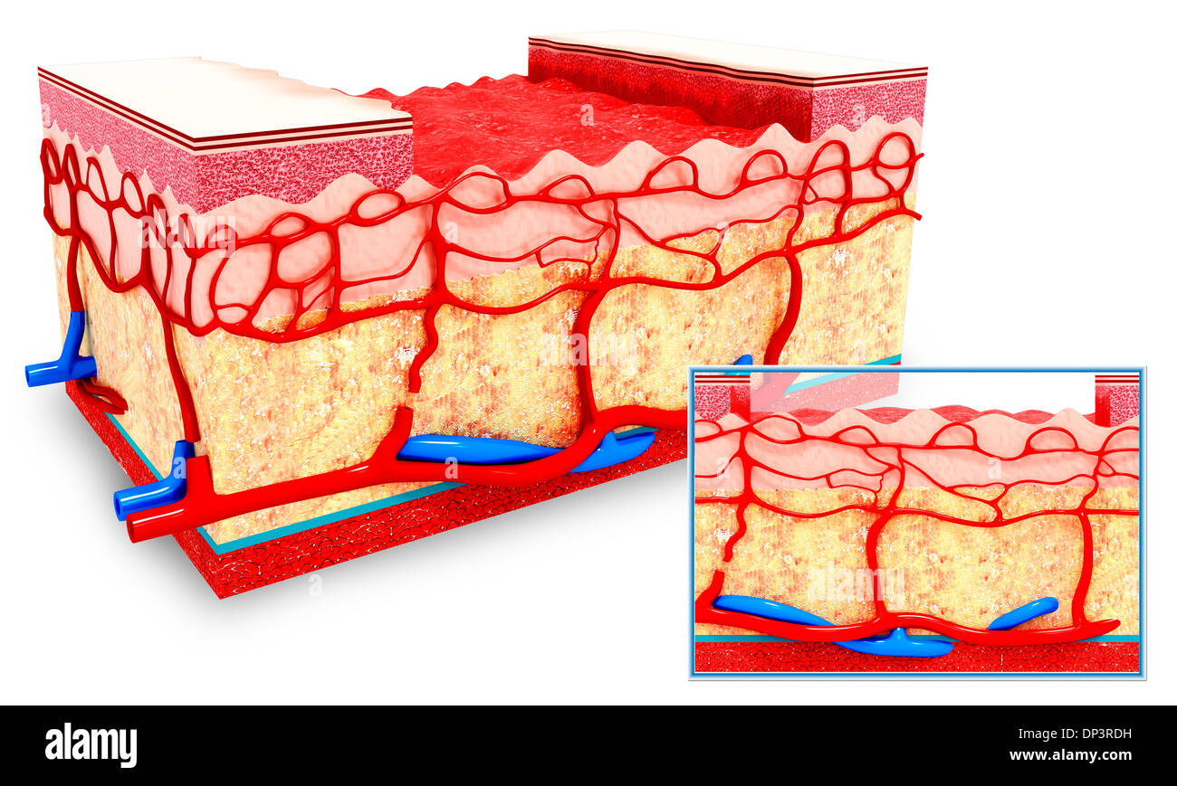 Anatomie der menschlichen Haut, artwork Stockfotografie - Alamy