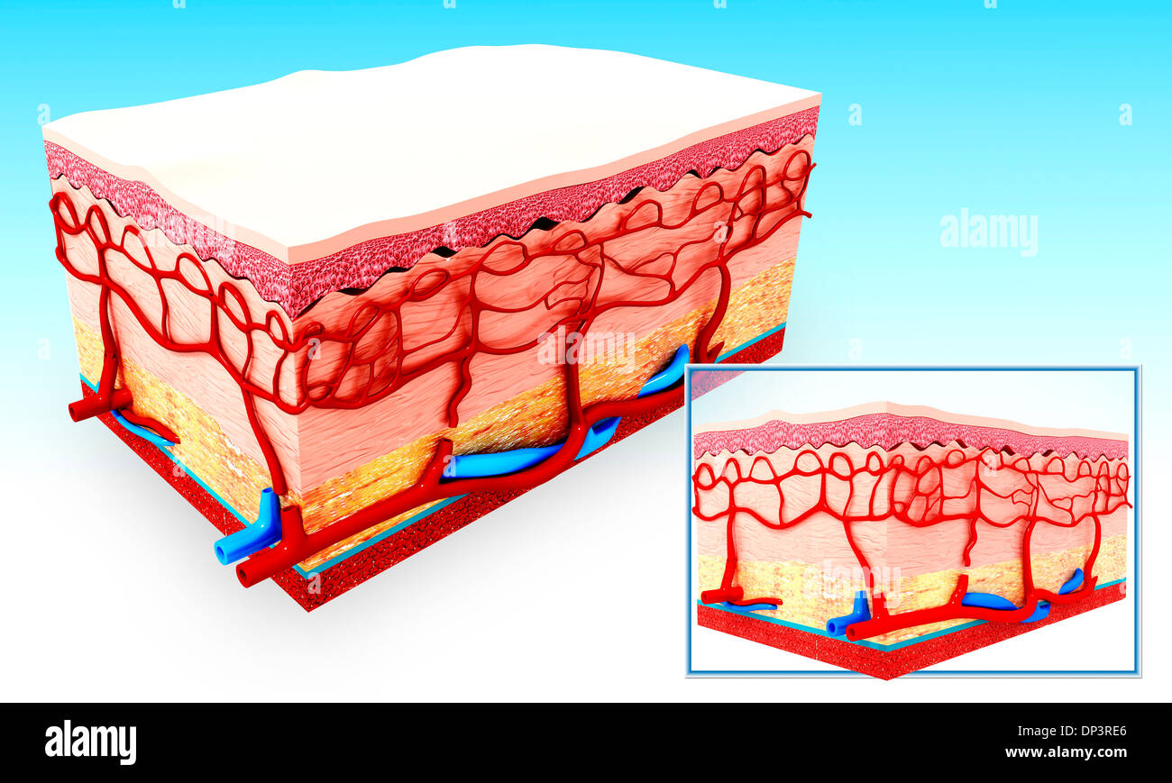 Anatomie der menschlichen Haut, artwork Stockfotografie - Alamy