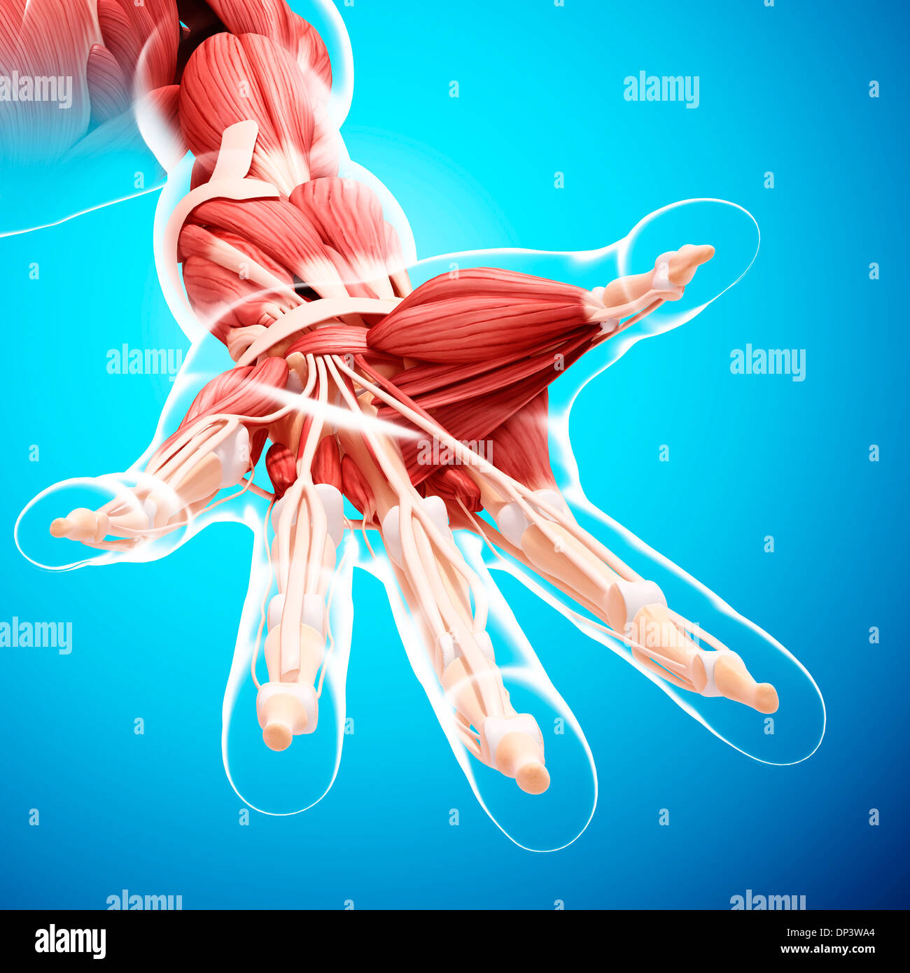Menschliche Hand Muskulatur, artwork Stockfotografie - Alamy