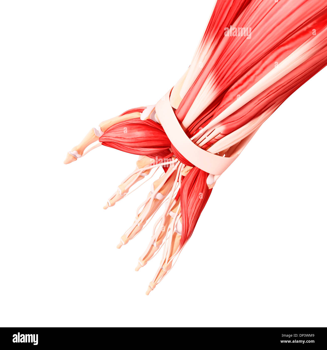Menschliche Hand Muskulatur, artwork Stockfotografie - Alamy