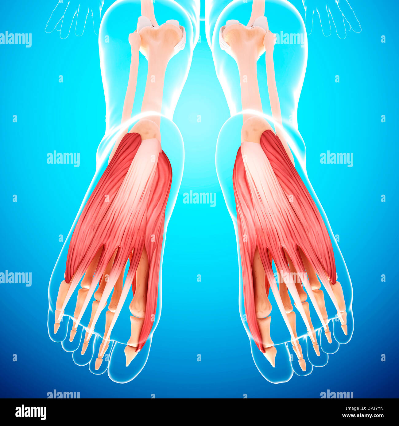 Illustration extensor digiti minimi muscle -Fotos und -Bildmaterial in ...