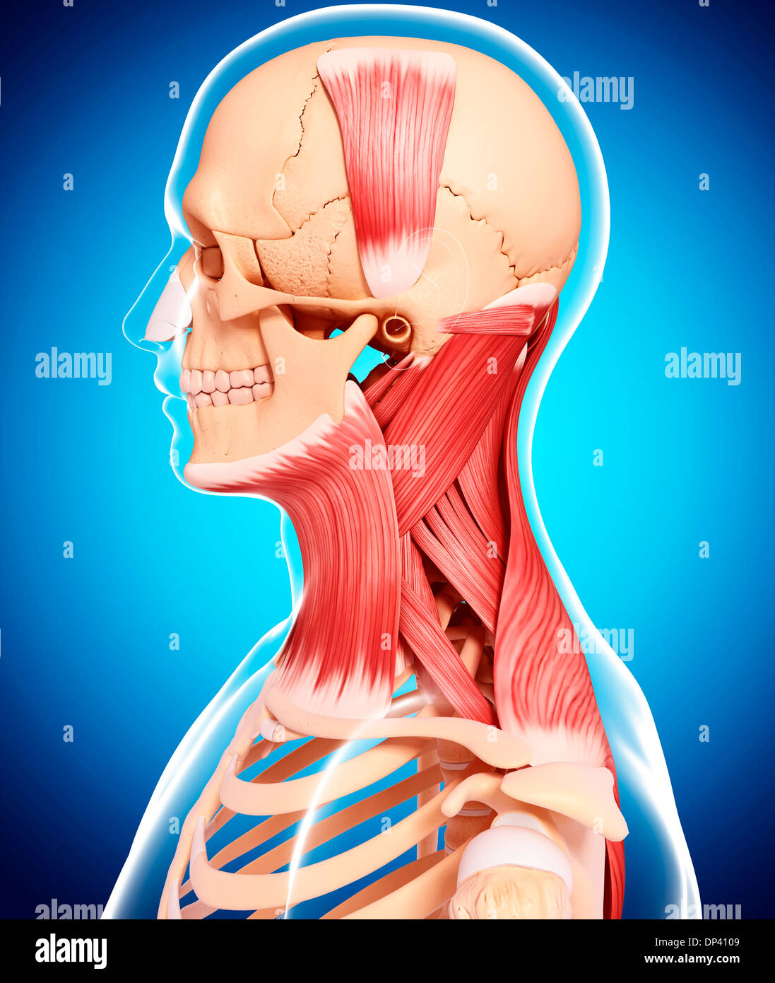 Menschlichen Halsmuskulatur, artwork Stockfotografie - Alamy