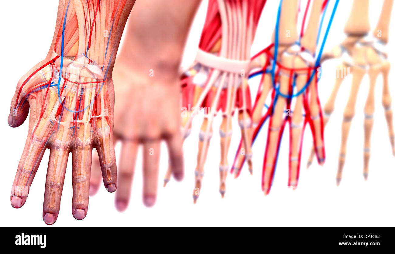 Anatomie der menschlichen Hand, artwork Stockfotografie - Alamy