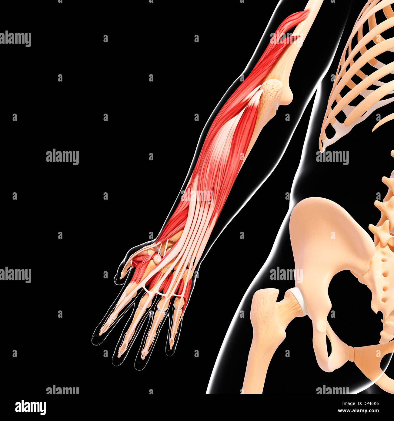Skelett mensch dorsal -Fotos und -Bildmaterial in hoher Auflösung – Alamy