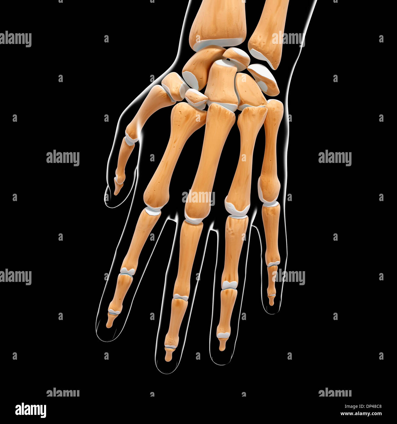 Knochen der vorderen ansicht der hand -Fotos und -Bildmaterial in hoher ...