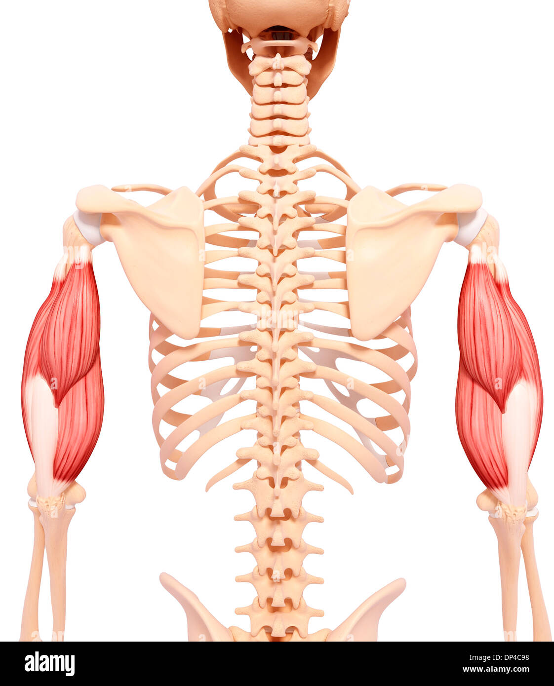 Menschlicher Arm Muskulatur, artwork Stockfotografie - Alamy