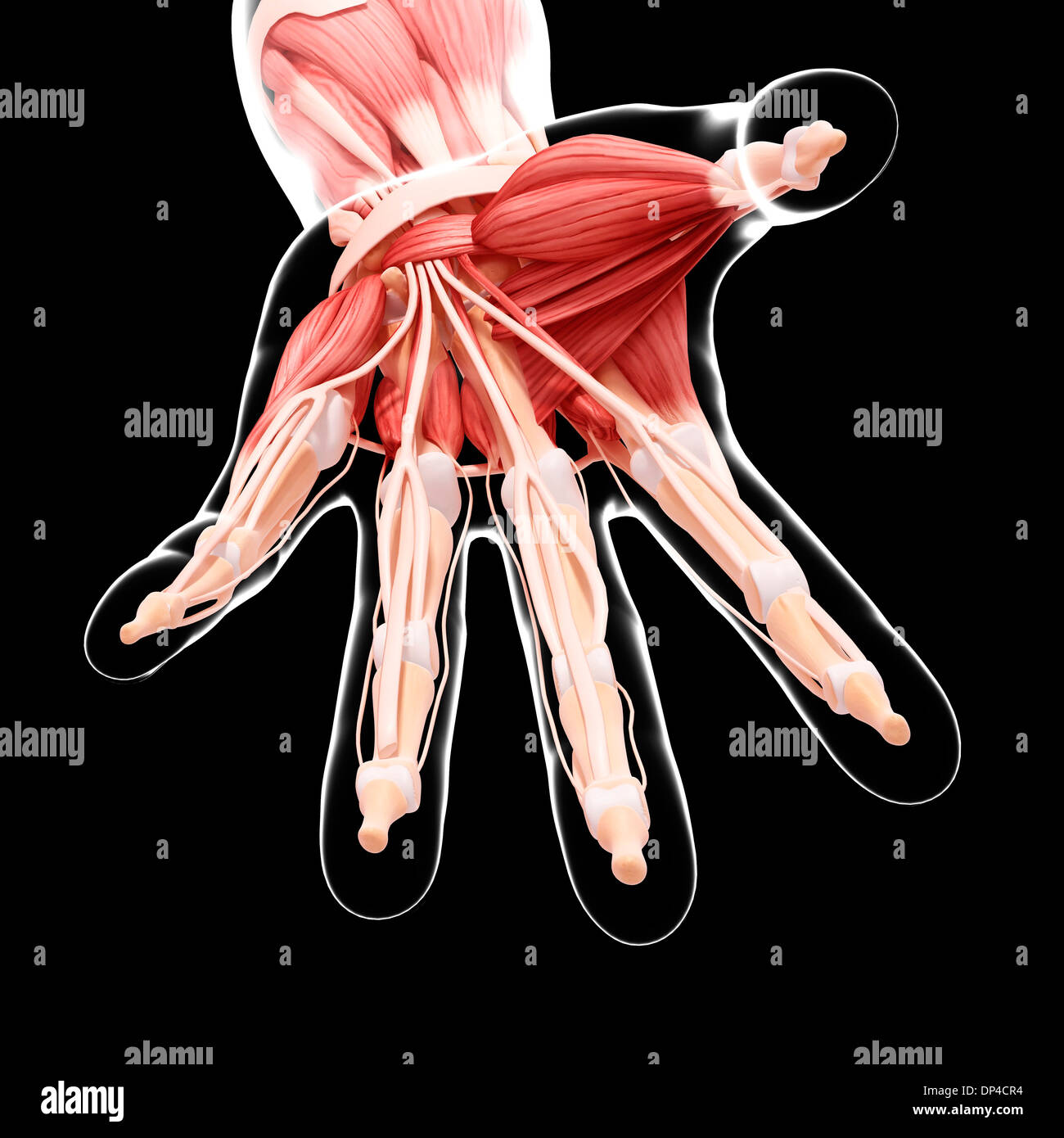 Flexor digiti minimi brevis -Fotos und -Bildmaterial in hoher Auflösung ...