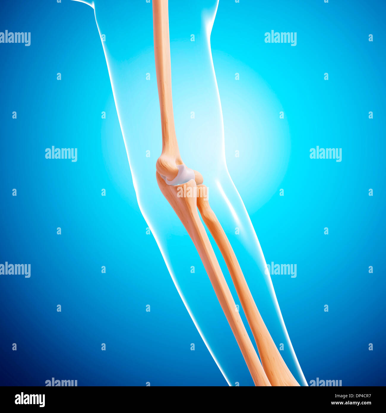 Menschlicher arm -Fotos und -Bildmaterial in hoher Auflösung – Alamy