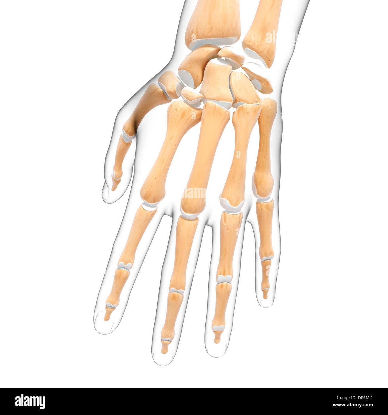 Menschliche handdarstellung -Fotos und -Bildmaterial in hoher Auflösung ...