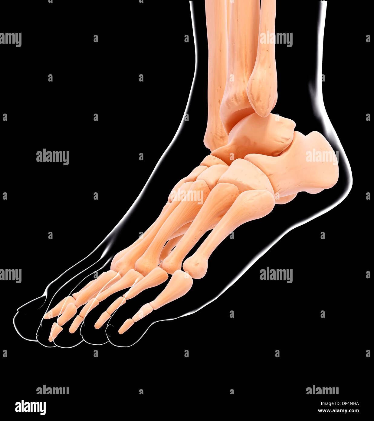 Menschlichen Fußknochen, artwork Stockfotografie - Alamy