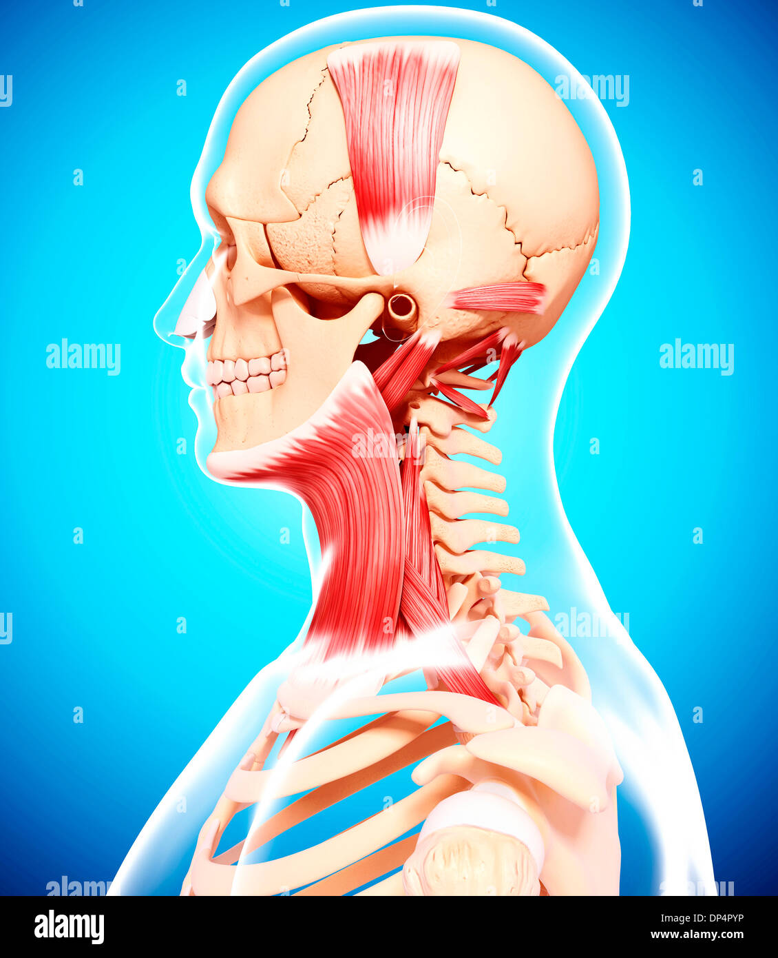 Knochen kopf hals anatomie biologie -Fotos und -Bildmaterial in hoher ...