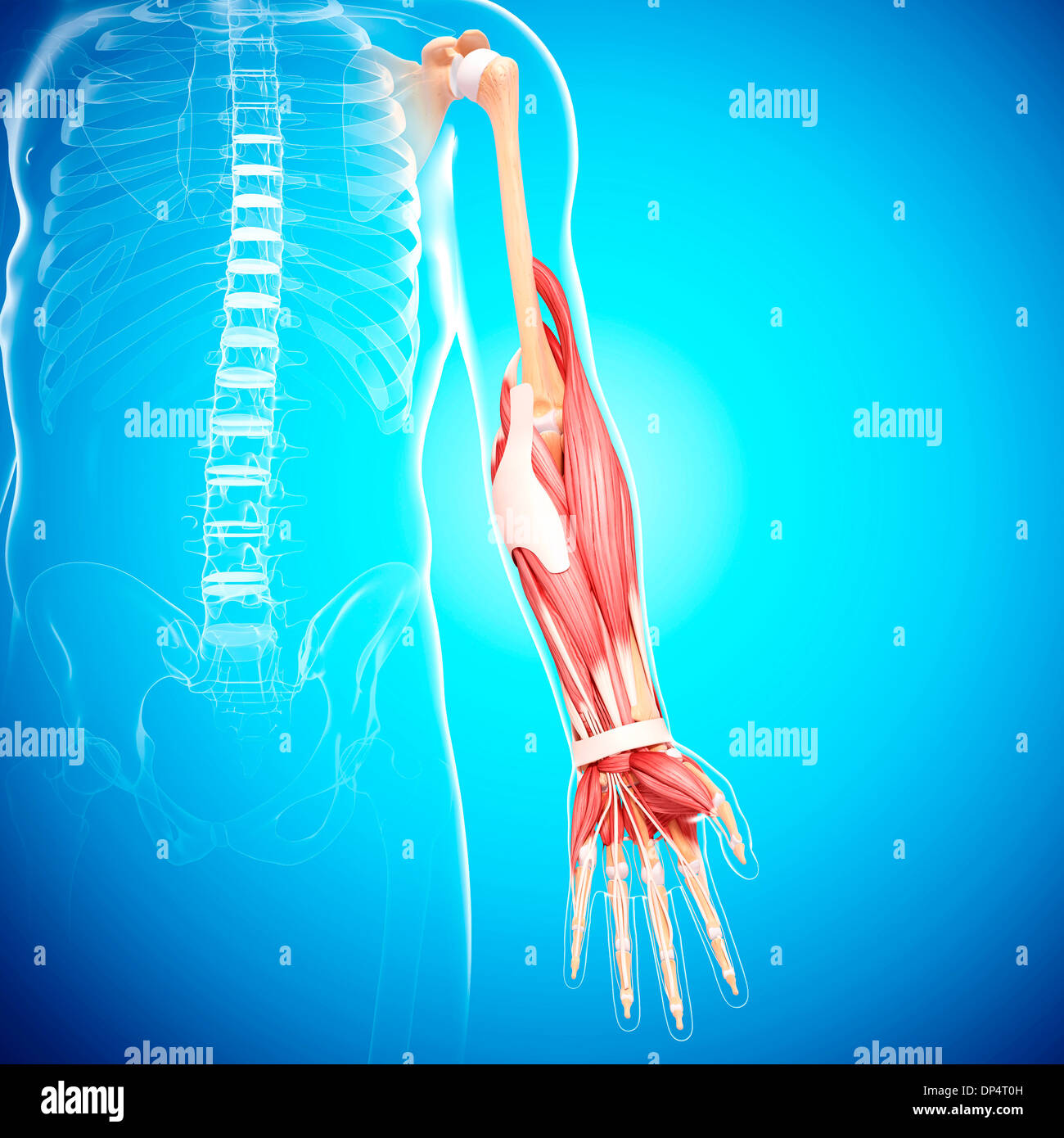 Skelett mensch dorsal -Fotos und -Bildmaterial in hoher Auflösung – Alamy