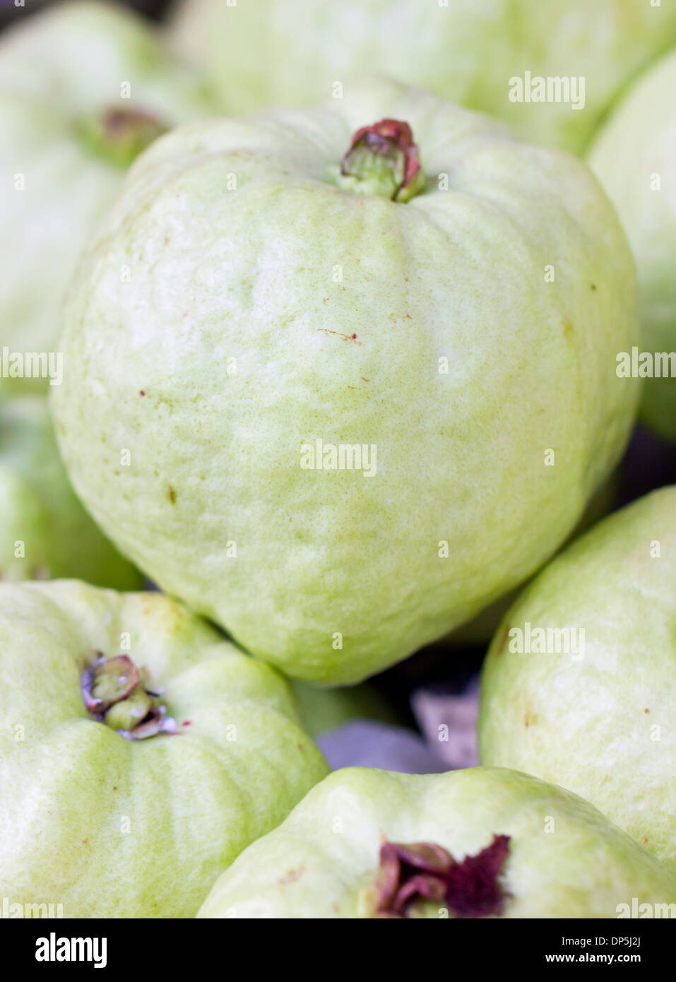 Guava fruits green -Fotos und -Bildmaterial in hoher Auflösung – Alamy