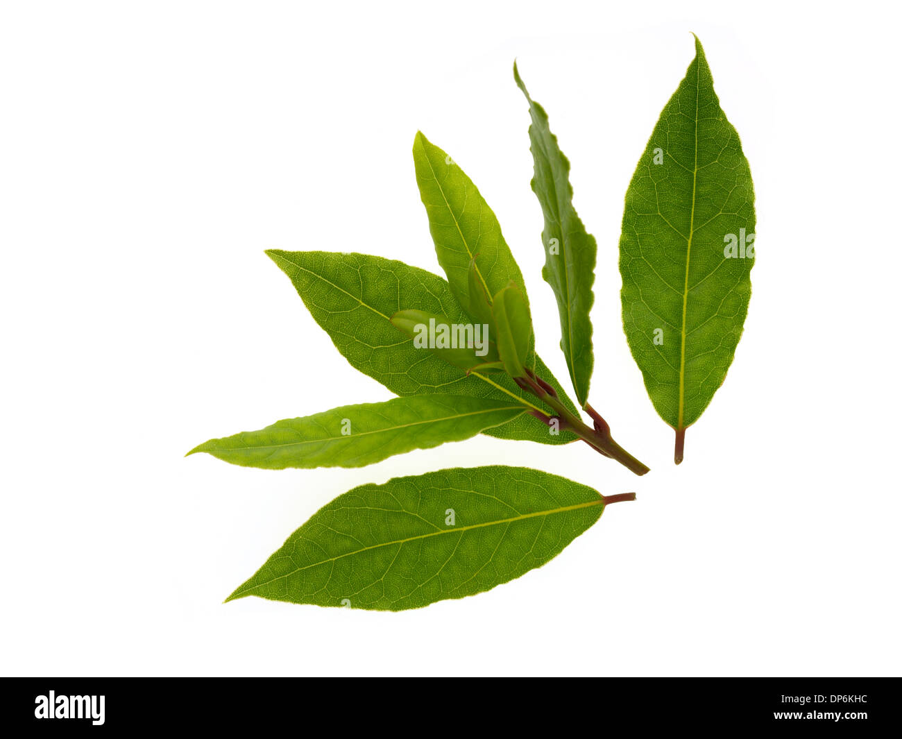 Lorbeerblatt strauch -Fotos und -Bildmaterial in hoher Auflösung – Alamy