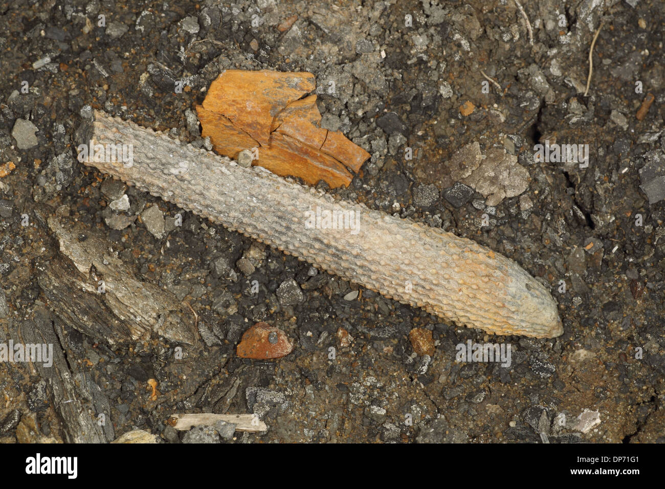 Fossile Seeigel Wirbelsäule, Osmington Mills, Dorset, England, August ...